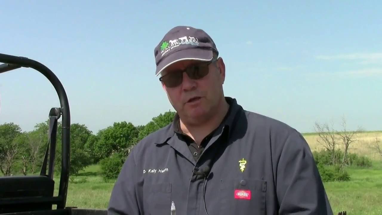 Jugular Bleeding Technique for Sheep - YouTube