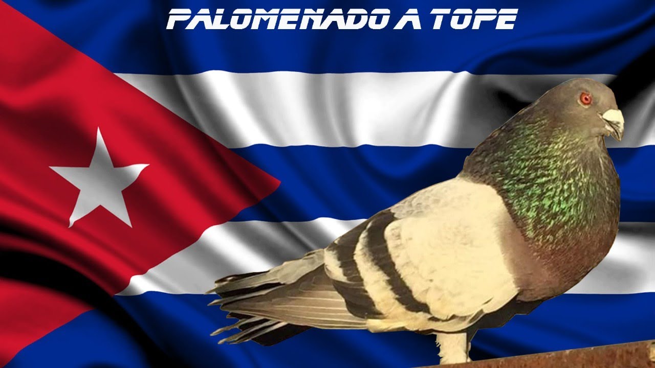 Conexión en directo con palomeros cubanos El Chino y Rubier ...