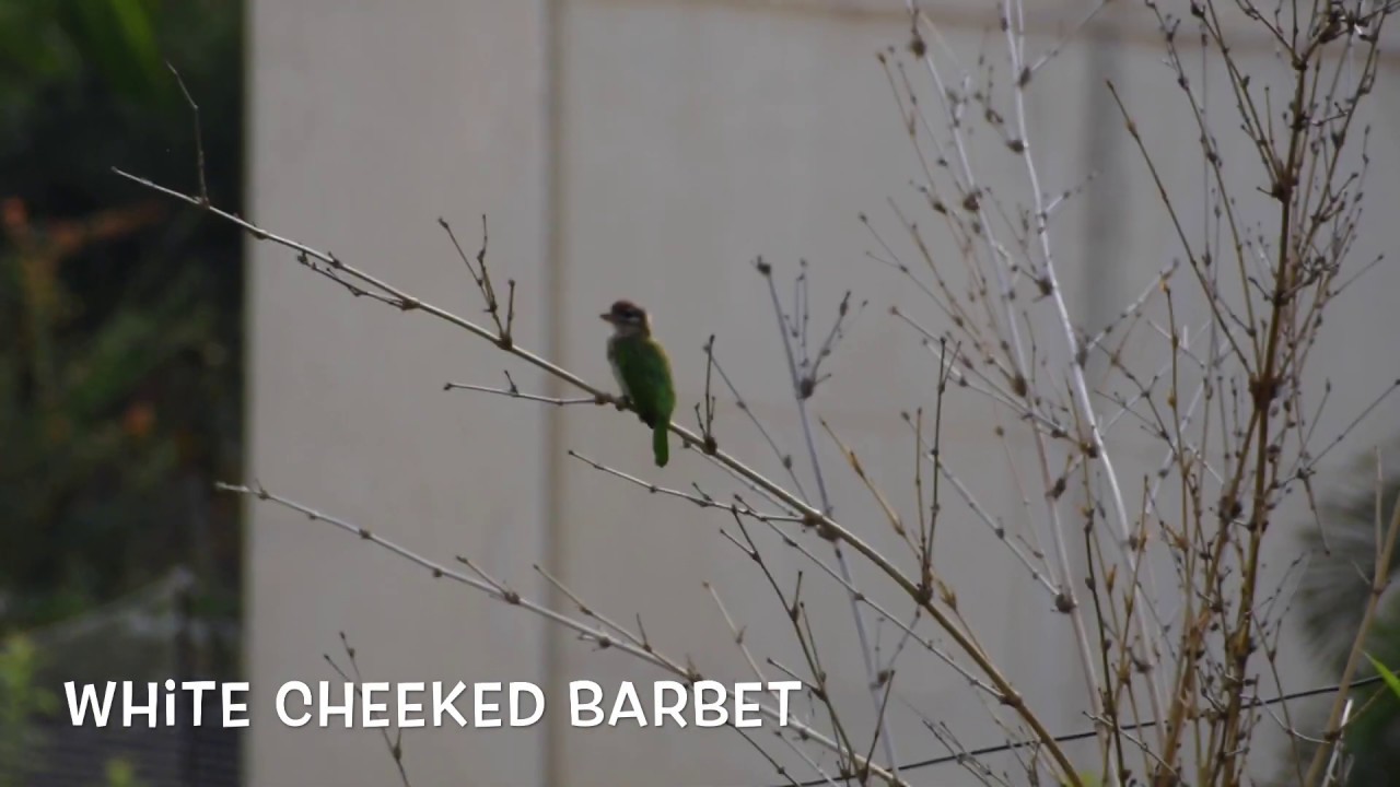 Bird Calls - YouTube