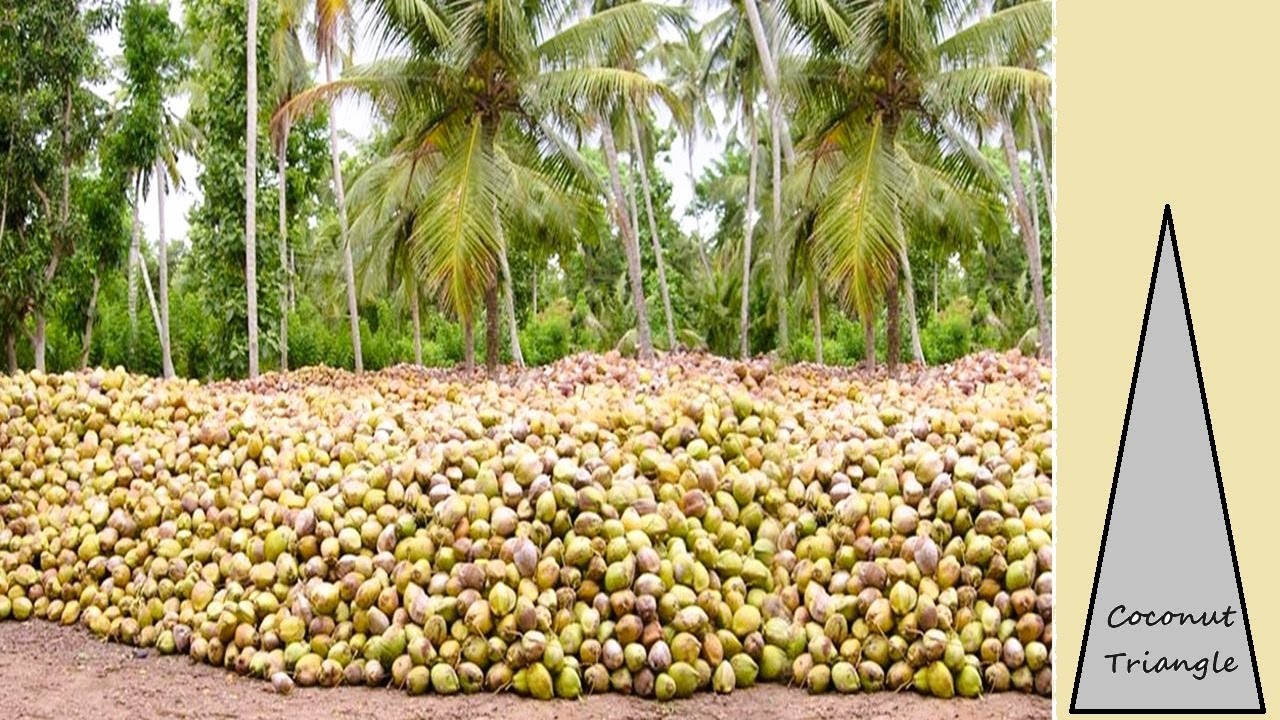 Coconut Triangle of Sri Lanka ! - YouTube