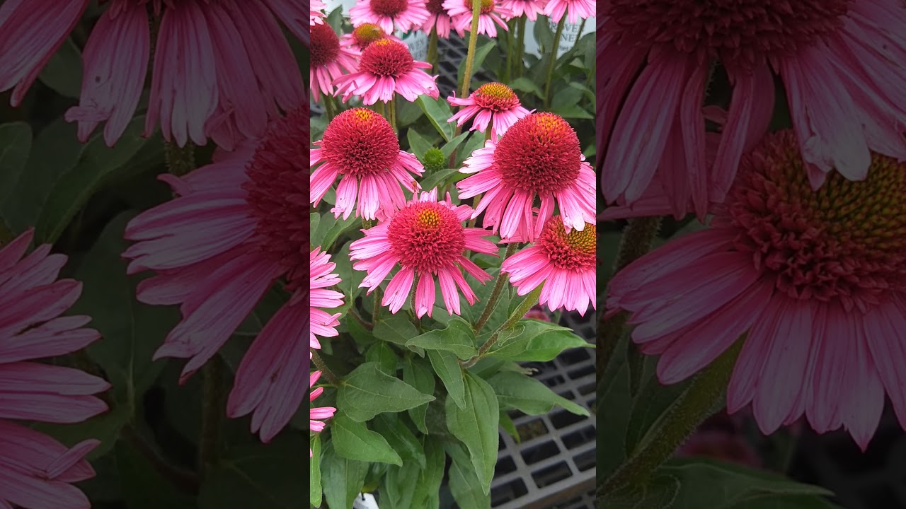 Coneflower 'Delicious Candy' - YouTube