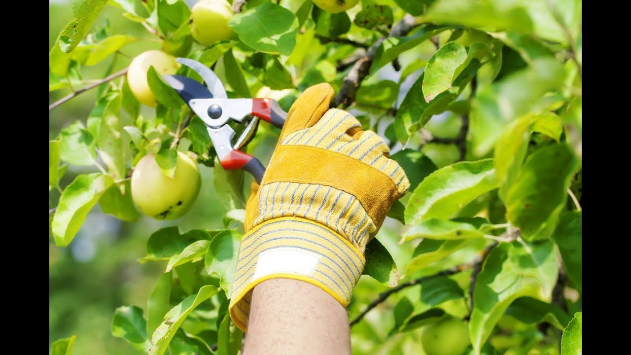 Zelena rezidba u vocnjaku - YouTube