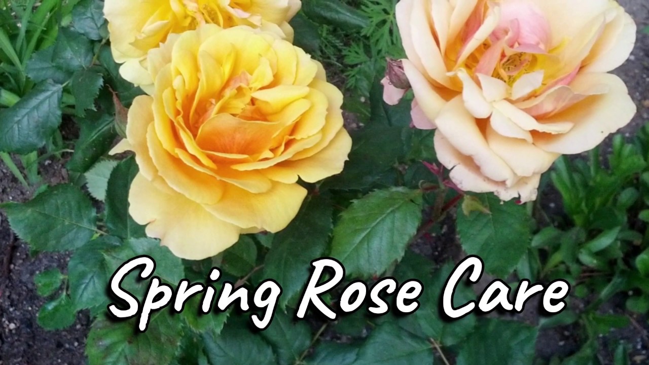 Spring Rose Care - YouTube
