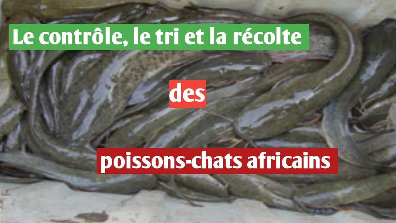 Les étapes indispensables pour réussir la pisciculture des des poissons ...