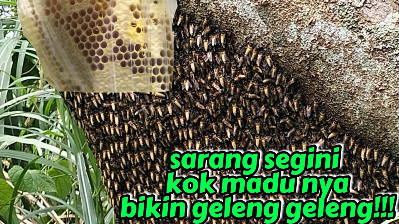PEMBOLANG MANA YANG GA PENGEN MADU SEPERTI INI #madu#maduasli#madutv#bee#honey#lebah#apisdorsata ...