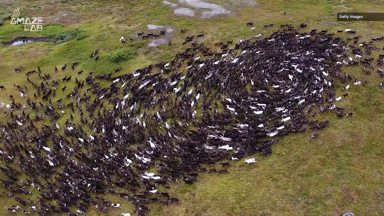Reindeer Cyclones Make it Super Hard for Hunters to Hit Them - YouTube