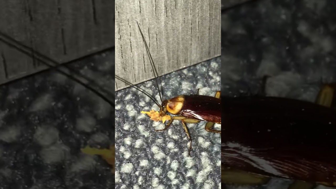 Cockroach Jumpscare 🪳 - YouTube