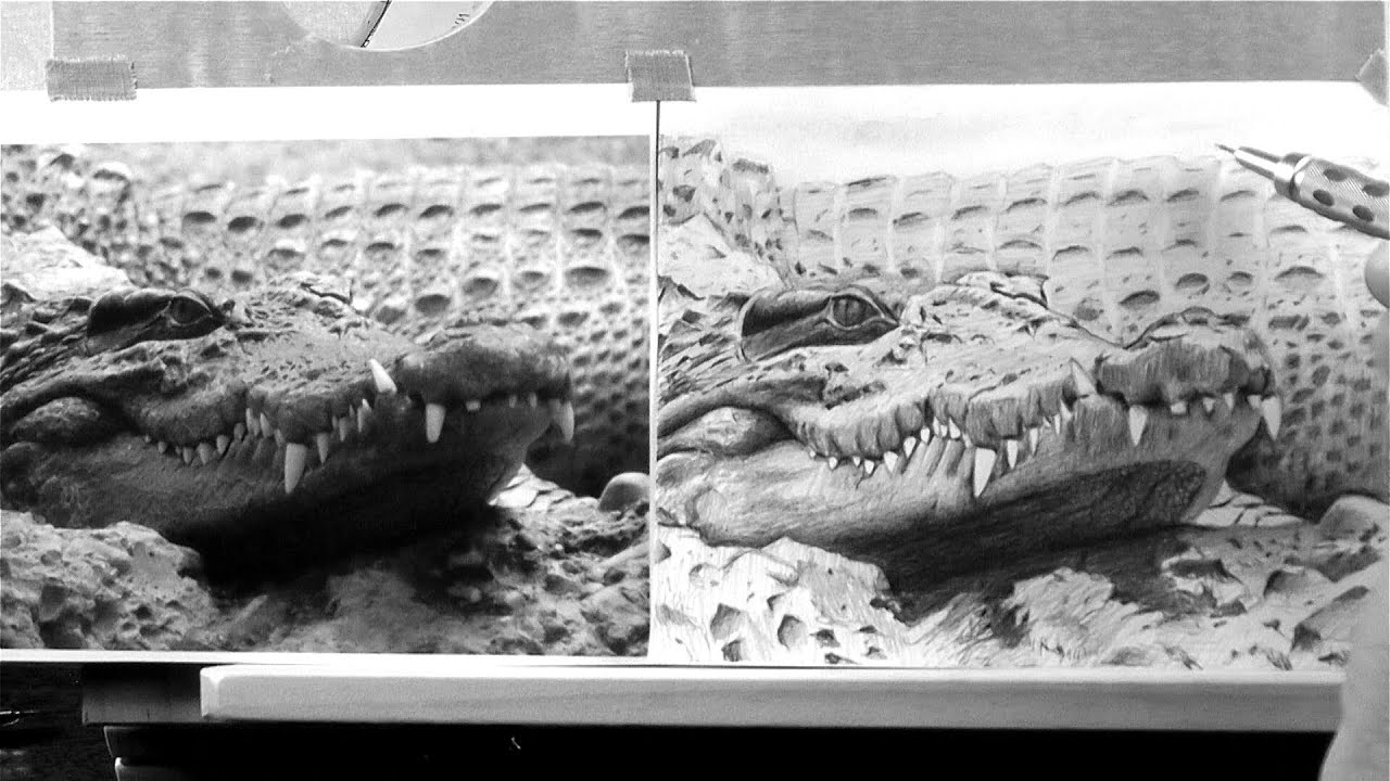 How to draw a Crocodile -lesson 9 in -realism drawing tips. - YouTube