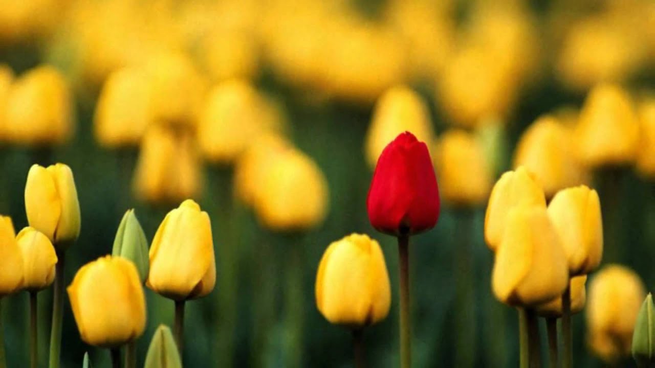 Vivaldi - La Primavera - Spring - Printemps -Las cuatro estaciones ...