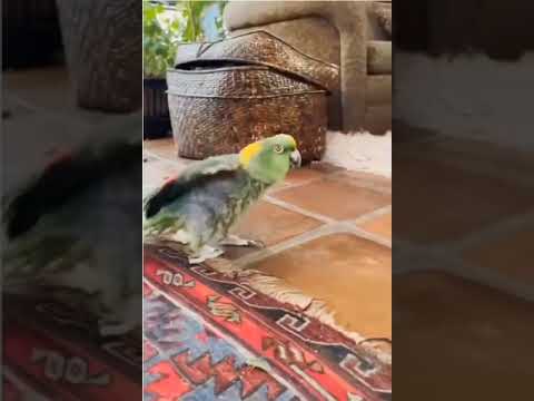 KILLER PARAKEET "ATTACKS & HOLDS WOMAN HOSTAGE - YouTube