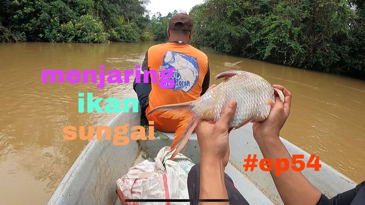 Menjaring ikan sungai #ep54. - YouTube