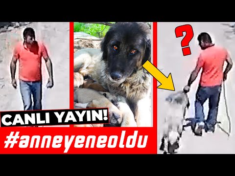 8 SAAT CANLI YAYIN! - HAYDİ #anneyeneoldu TWEET AT!