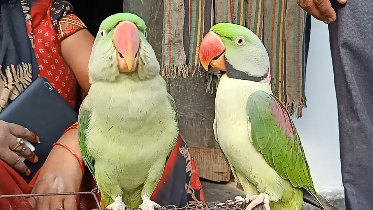 Couple Parrot 🦜 || Alexander Parrot || Parrots|| #video #parrot #tota # ...