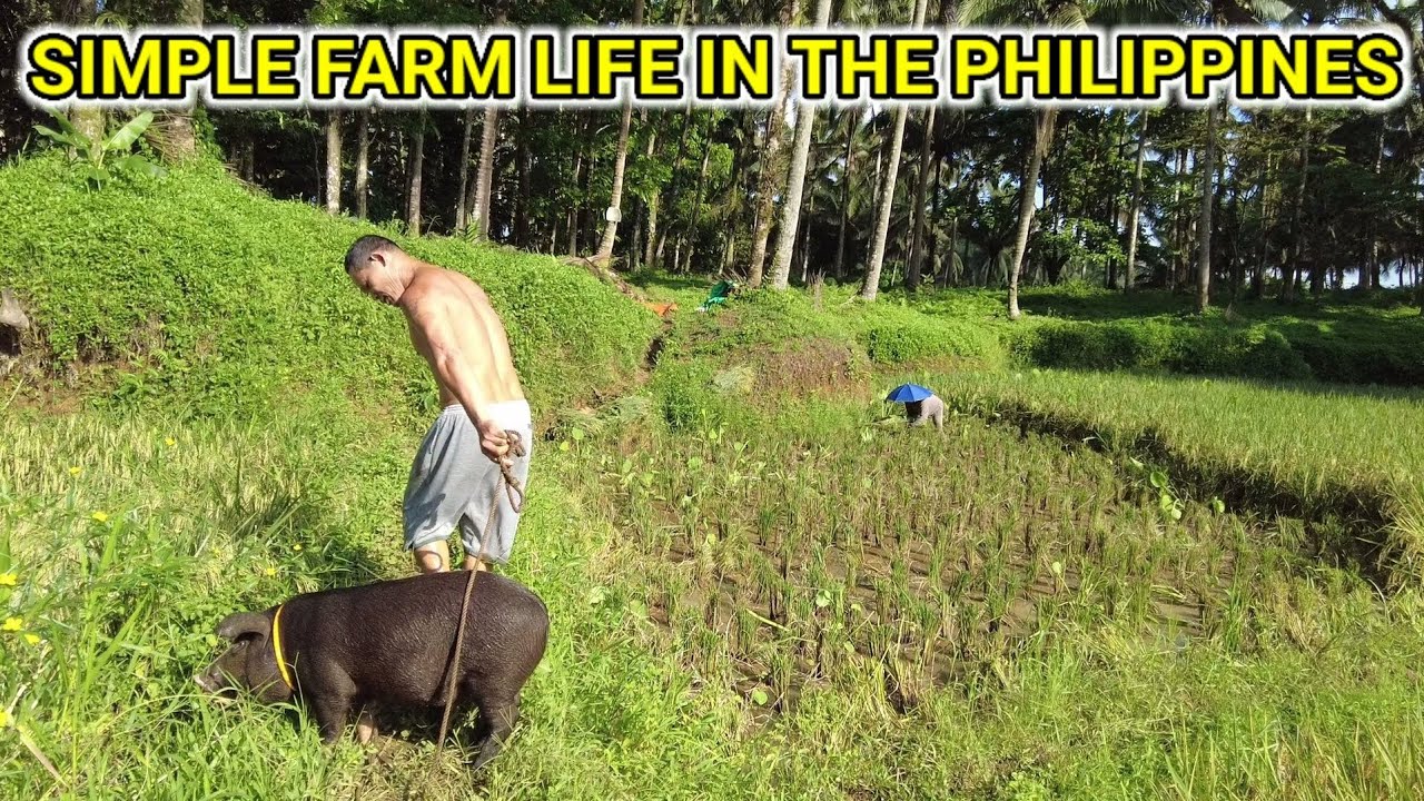 VISITING A FARM IN QUEZON PROVINCE PHILIPPINES | SMALL PIGGERY ...