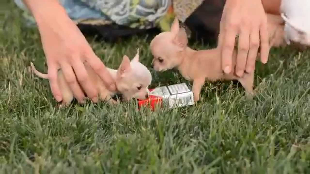 "Raia-dogs"- предлага супер мини късокосмести чихуахуа - YouTube