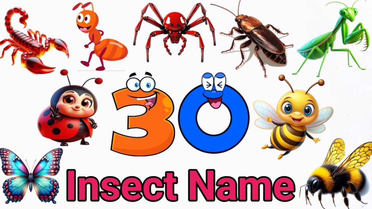 30 Insects Name With Facts । Insects Name in English। Insects for kids ...