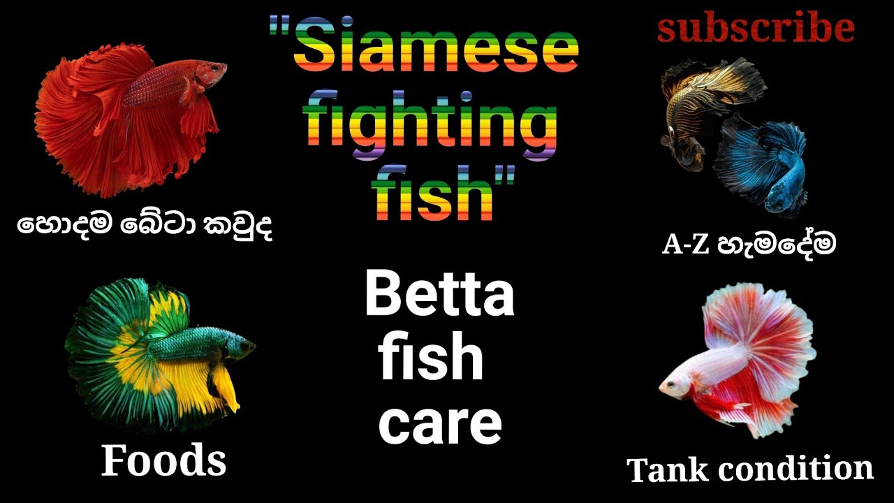 Betta fish care in sinhala / බේටා මාලු ගැන හැමදේම / betta fish - YouTube