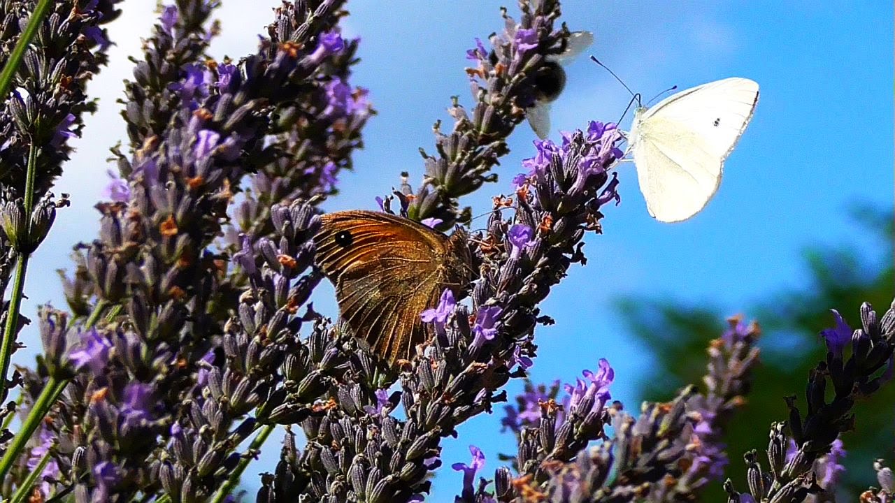 Life and survival – Little animals in the Garden - YouTube