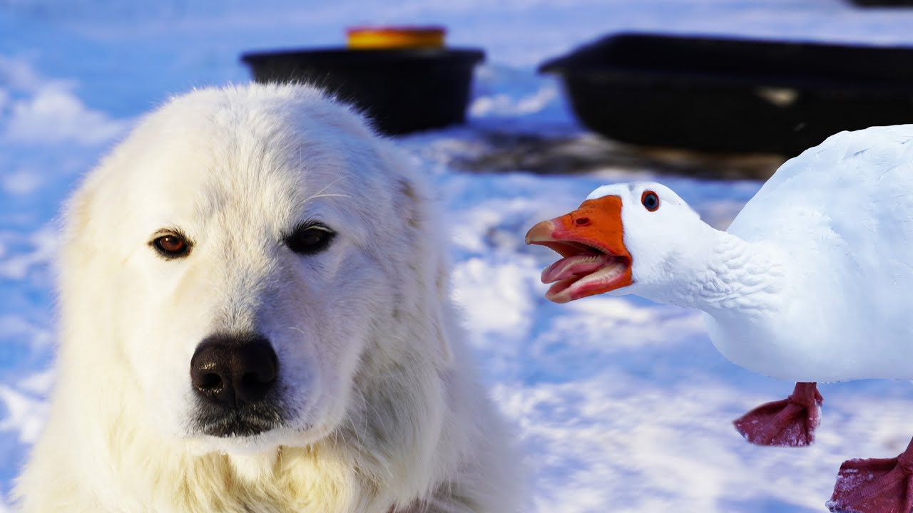 Can my Guard Dog survive Goose mating season? - YouTube