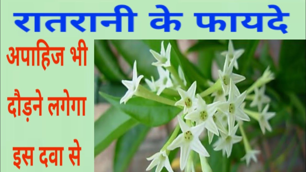 रातरानी का यह पौधा कई बीमारियों को ठीक करने की आयुर्वेदिक चमत्कारी दवा ...