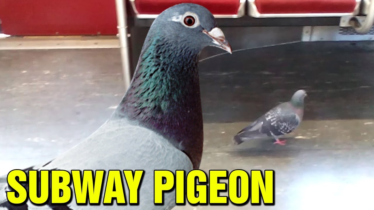 WHY DO PIGEONS USE THE SUBWAY TRAINS? - YouTube