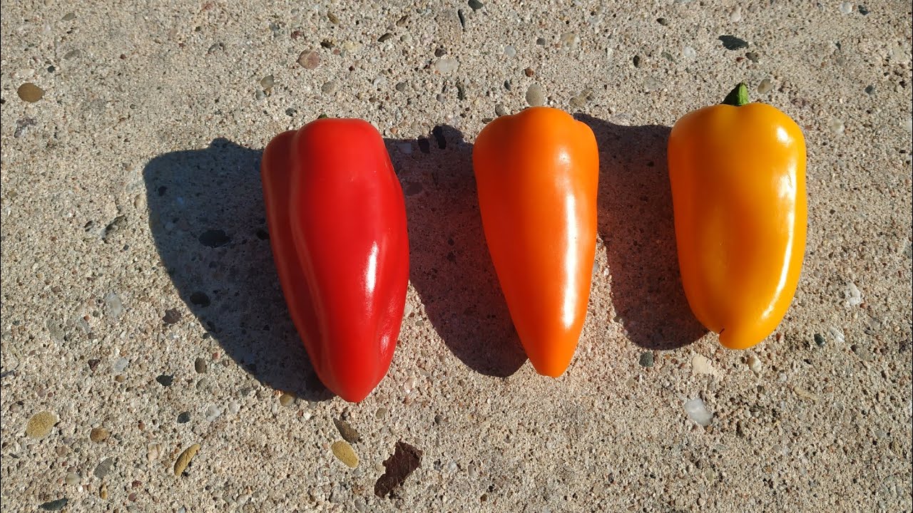 Snack peppers taste comparison (Capsicum annuum) - YouTube