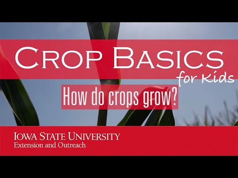 Crops for Kids: How do crops grow? - YouTube