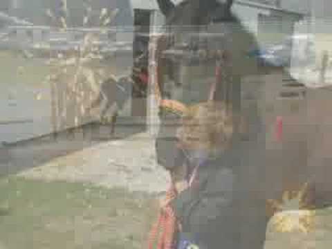 Jill and Star Spangled Knight- Flashy TB/Welsh Cross Large Pony - YouTube