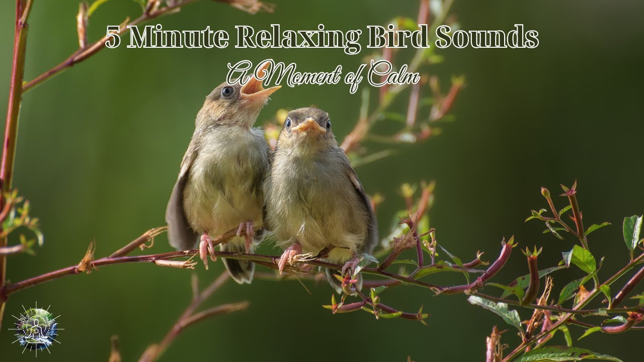 5 Minute Relaxing Bird Sounds - A Moment of Calm. - YouTube