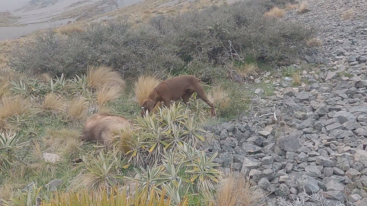 Chamios Hunting - YouTube