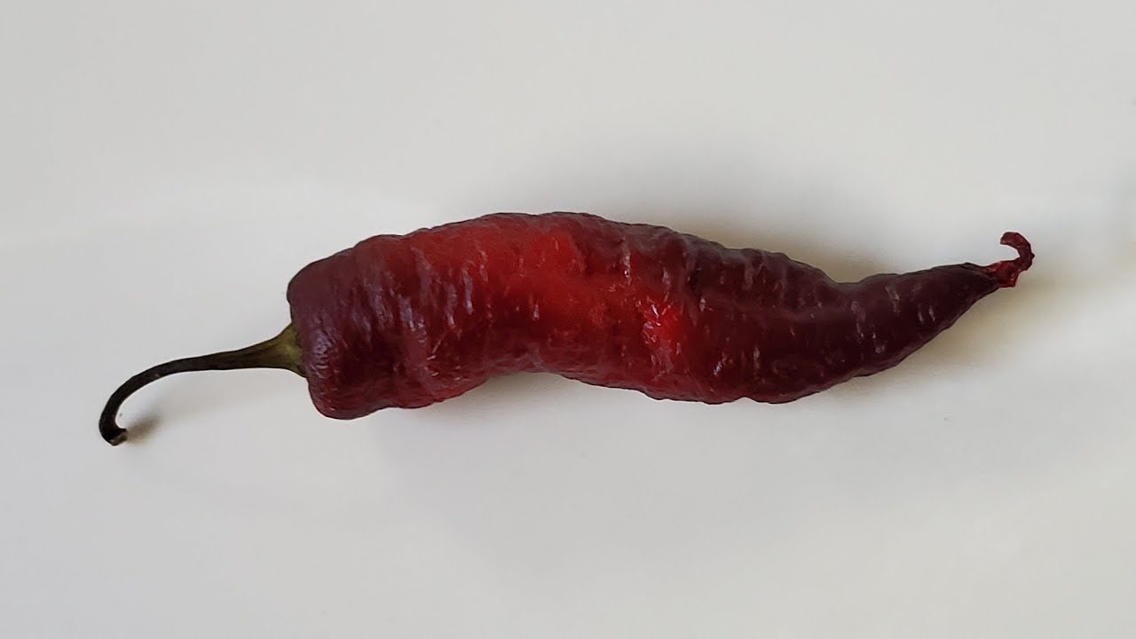 Fox Purple Naga Gnarly Ruby from Twisted Pepper Farms and Frank Schick Jr. - YouTube
