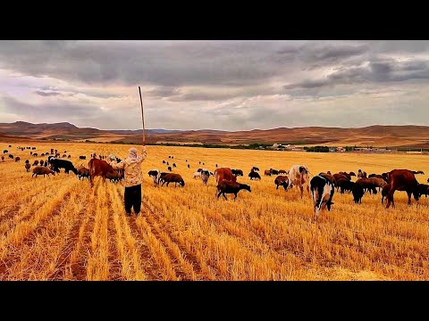 Village Life Iran : Passing By A Big Herd of Sheep And Cattle