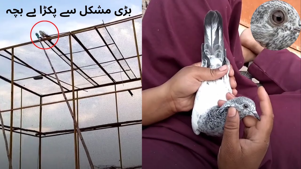 Outstanding Baby Pigeon Pakra || King Pigeons vlog - YouTube