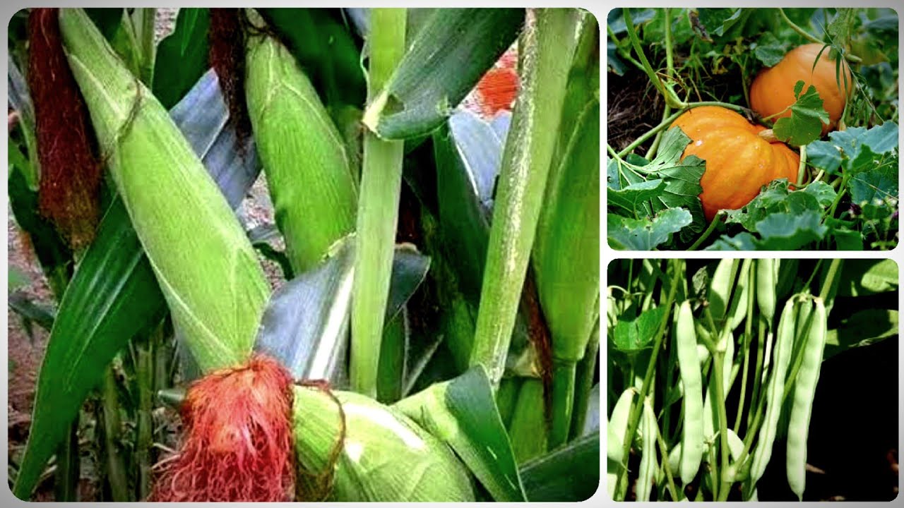 Como plantar Milho Feijão e Abóbora tudo junto MILPA ( agricultura ...