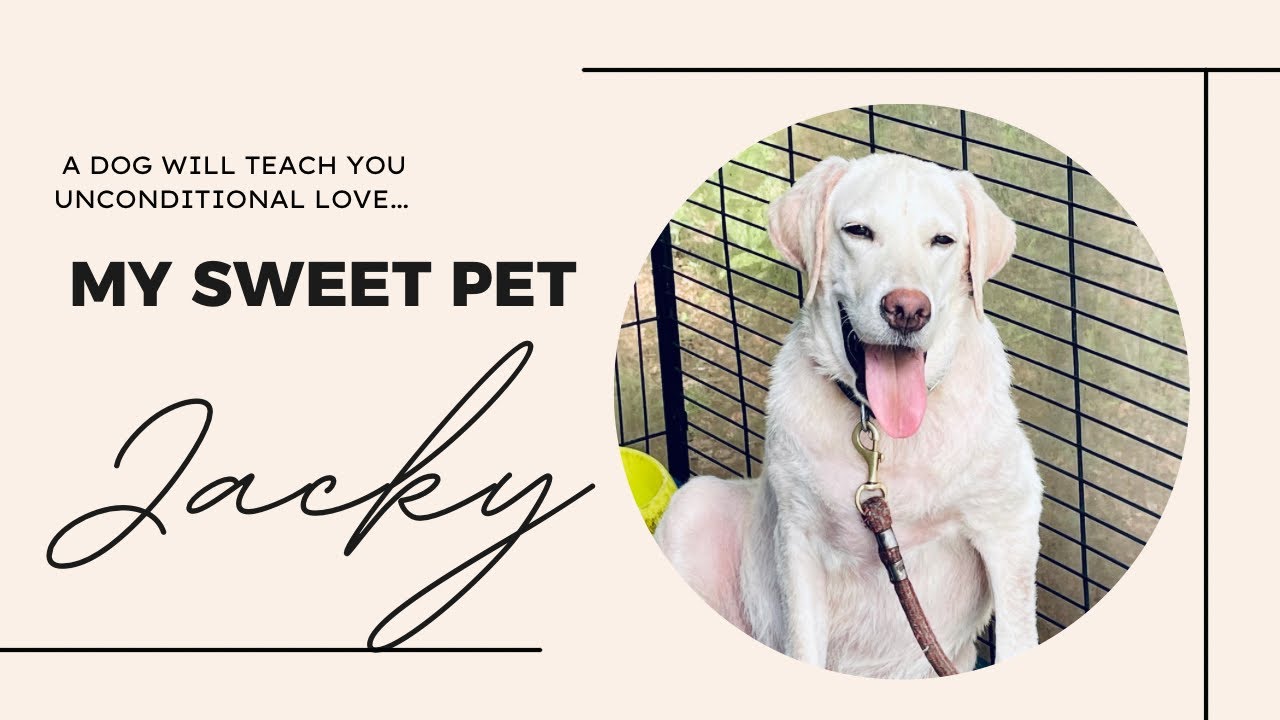 Jacky My Sweet Pet #labradorretriever - YouTube