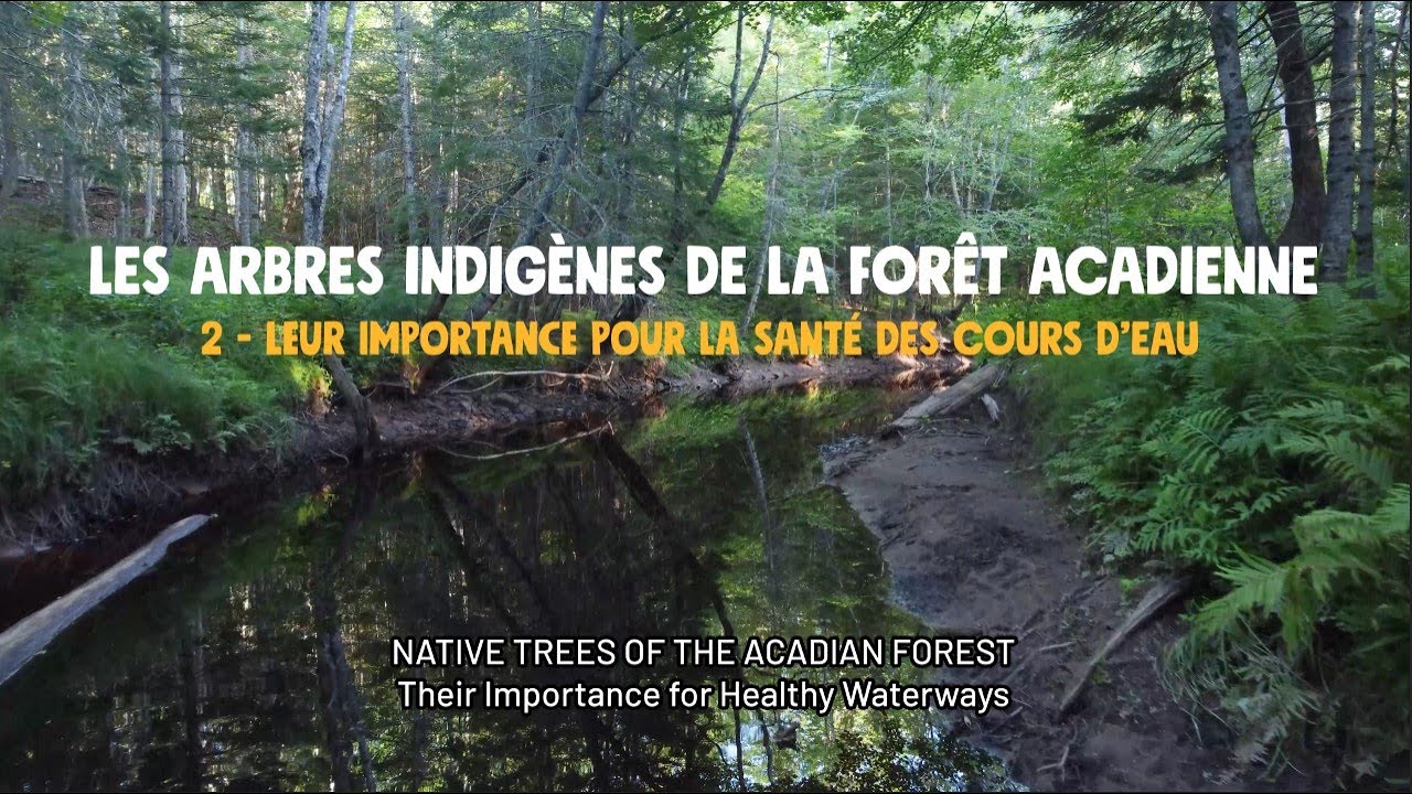 LES ARBRES INDIGÈNES DE LA FORÊT ACADIENNE – 2 : Leur importance pour ...