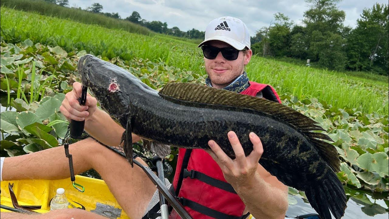 Best of Snakehead Fishing 2022! (Delaware and Maryland) - YouTube