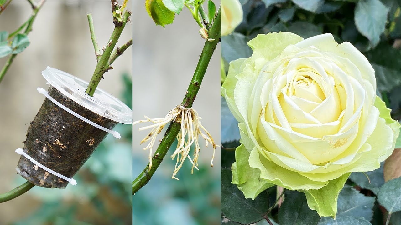 Simple Rose Pruning Tip That Really Works | Easy & Effective Rose ...
