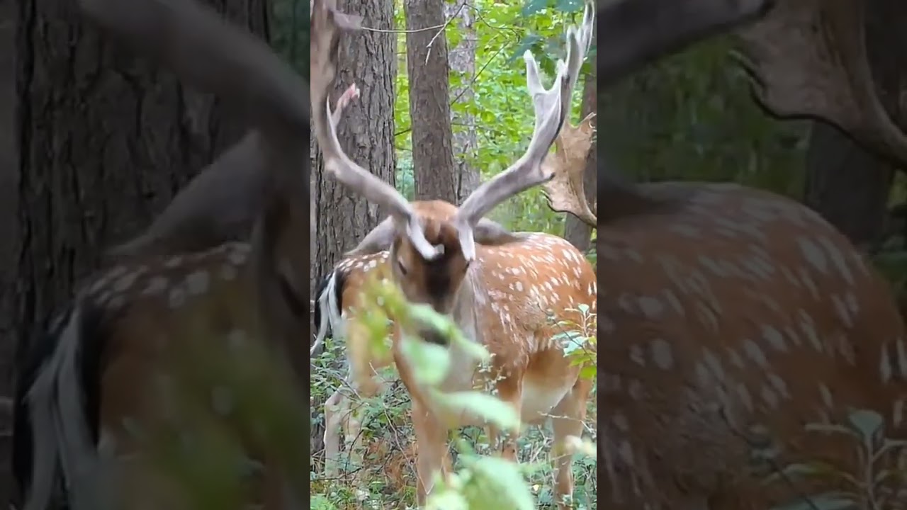 A deer challenging everyone else for a fight...aa dekhen Zara...😇 - YouTube