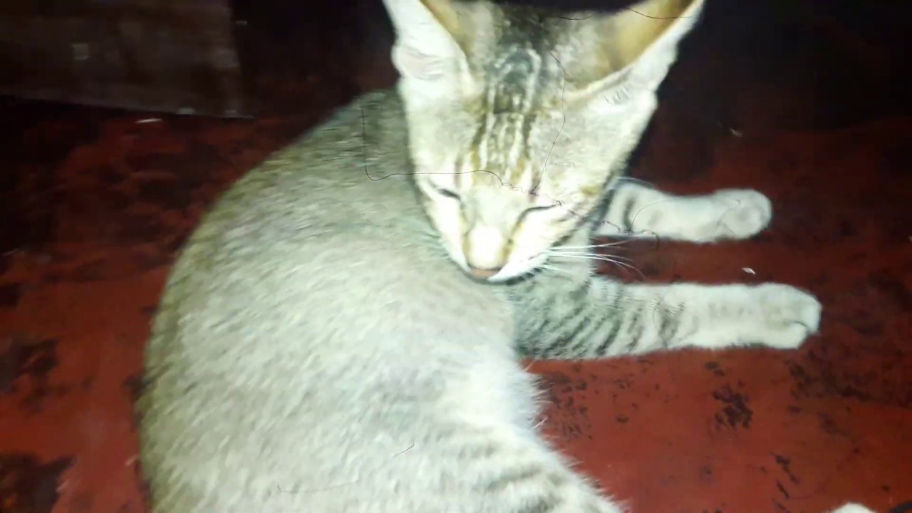 Nameless Cat