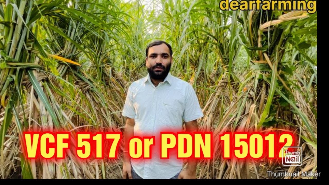 vcf 517 or pdn 15012 available #amroha #vcf517#pdn15012 - YouTube