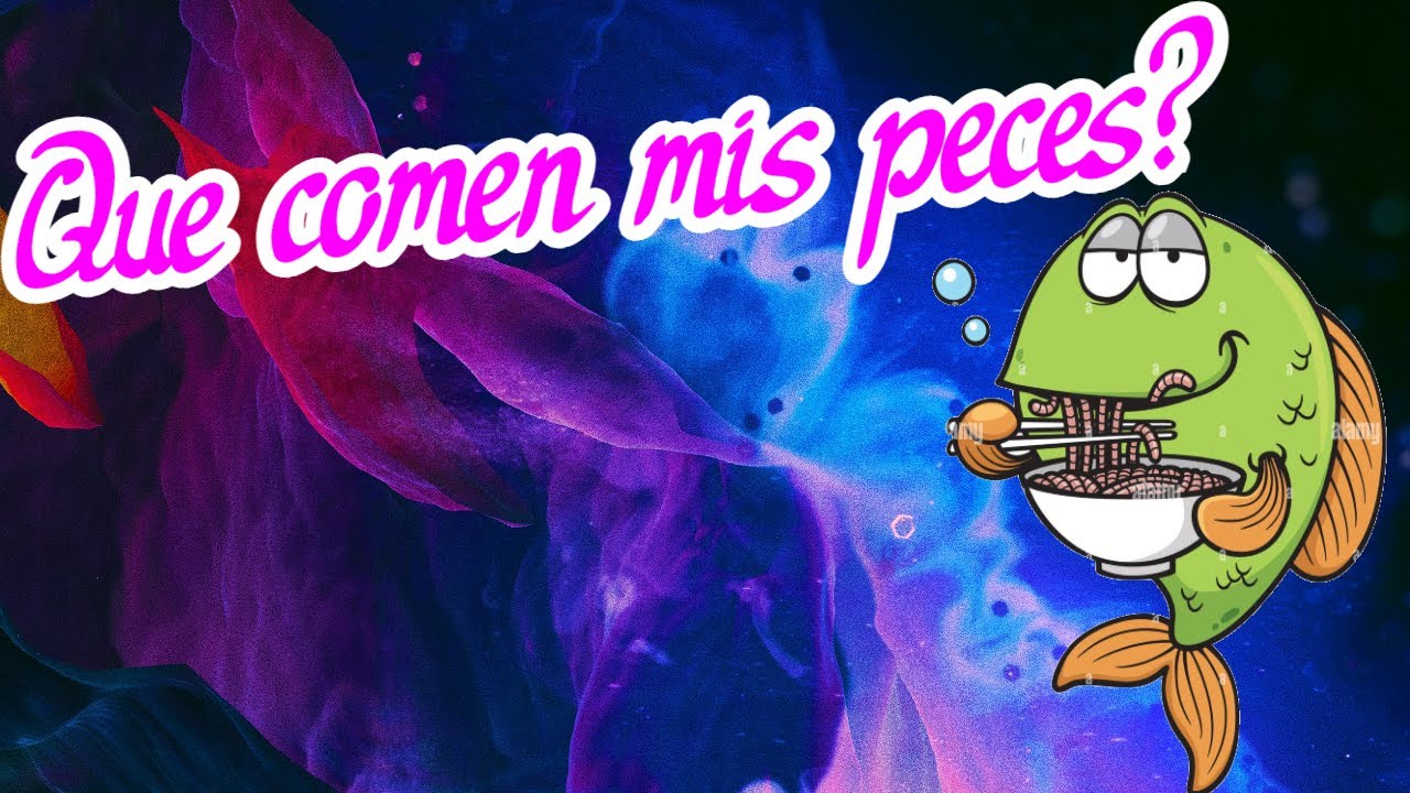 Que comen mis peces? como es la rutina de como y que comen mis peces ...