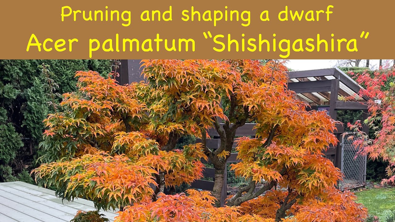 Pruning and shaping a dwarf Acer palmatum "Shishigashira" - YouTube