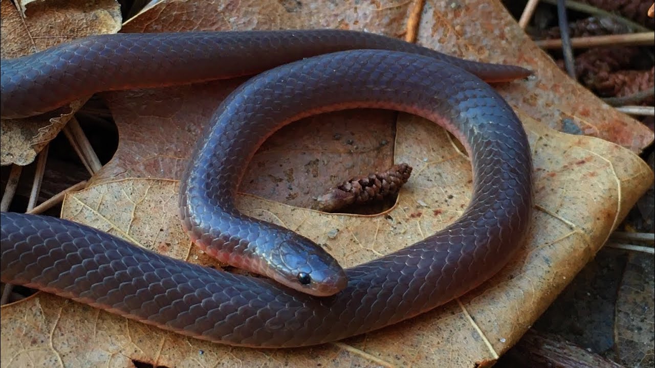 Early Spring Critters! Reptiles, Amphibians, And More In The Northeast ...