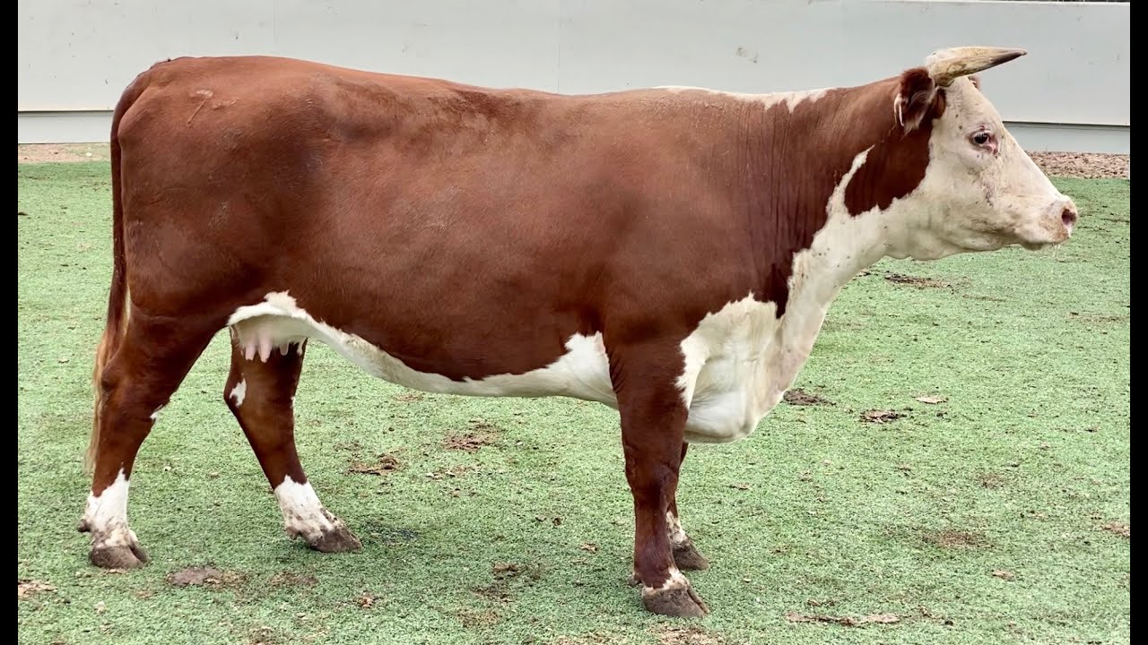 Hereford Cow