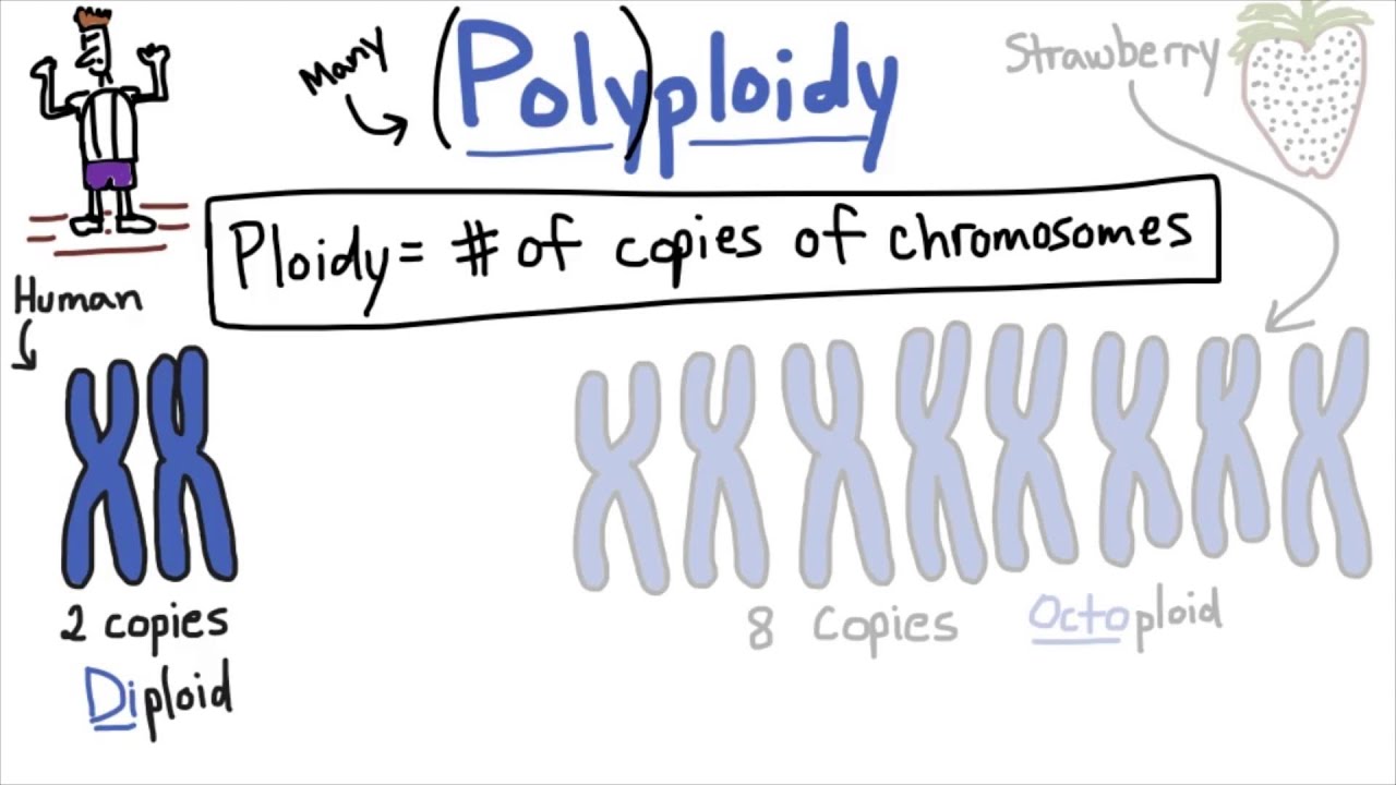 Polyploidy - Tales from the Genome - YouTube