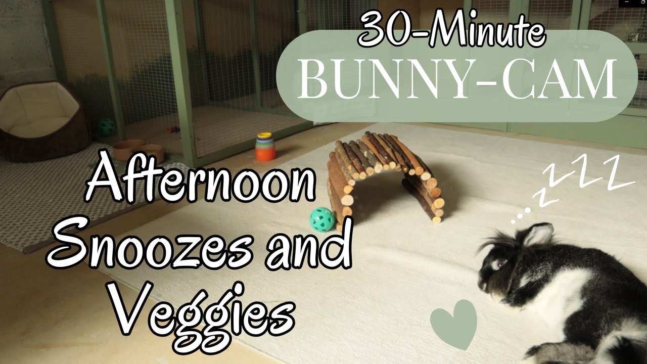 30-Minute BUNNY-CAM | Live rabbits flopping, snoozing, and enjoying ...