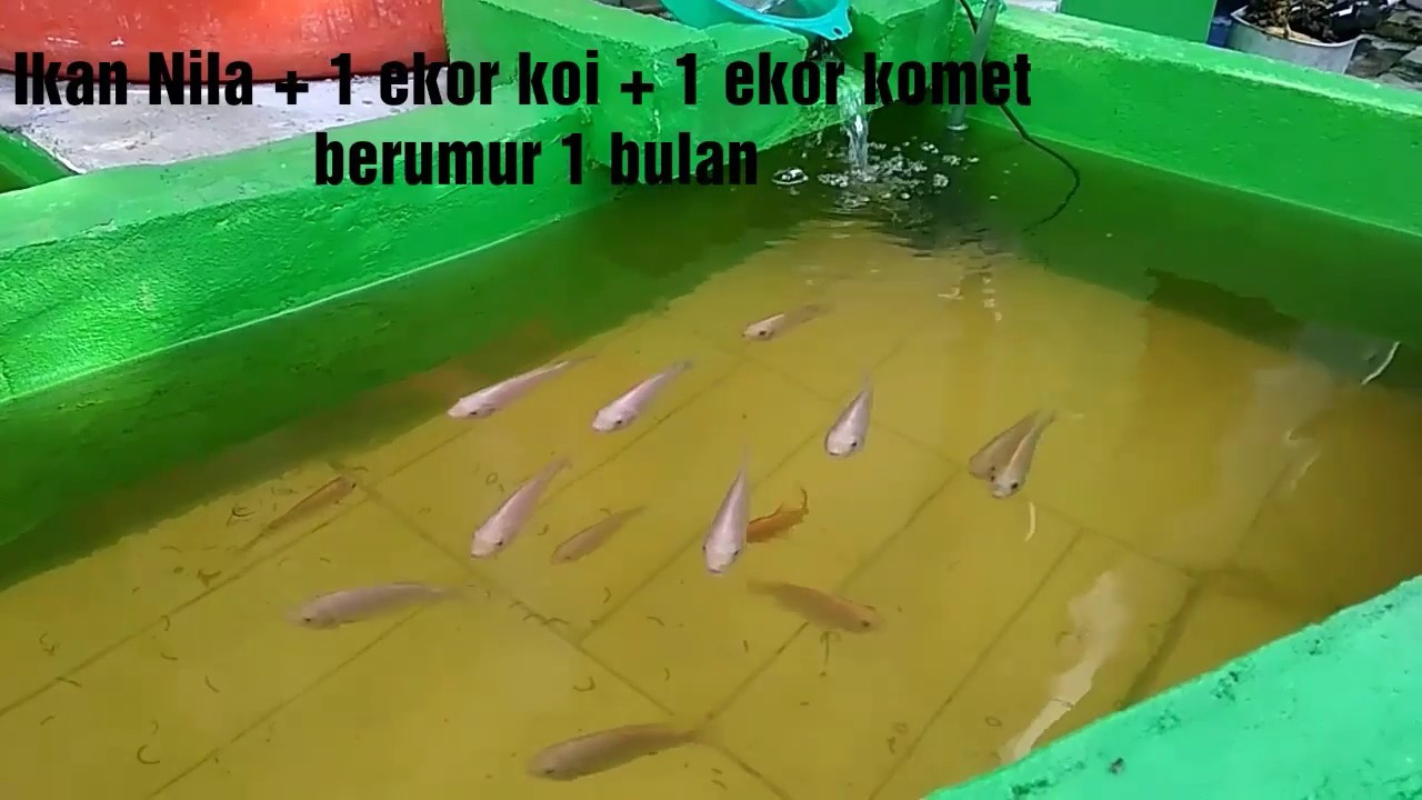 ikan nila + 1 ekor koi + 1 ekor komet, koi fish - YouTube