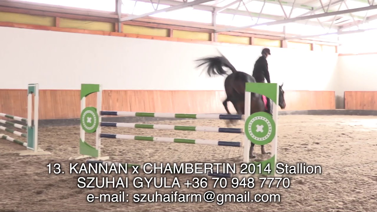 KANNAN x CHAMBERTIN 2014 Stallion JUMPING HORSES FOR SALE - YouTube