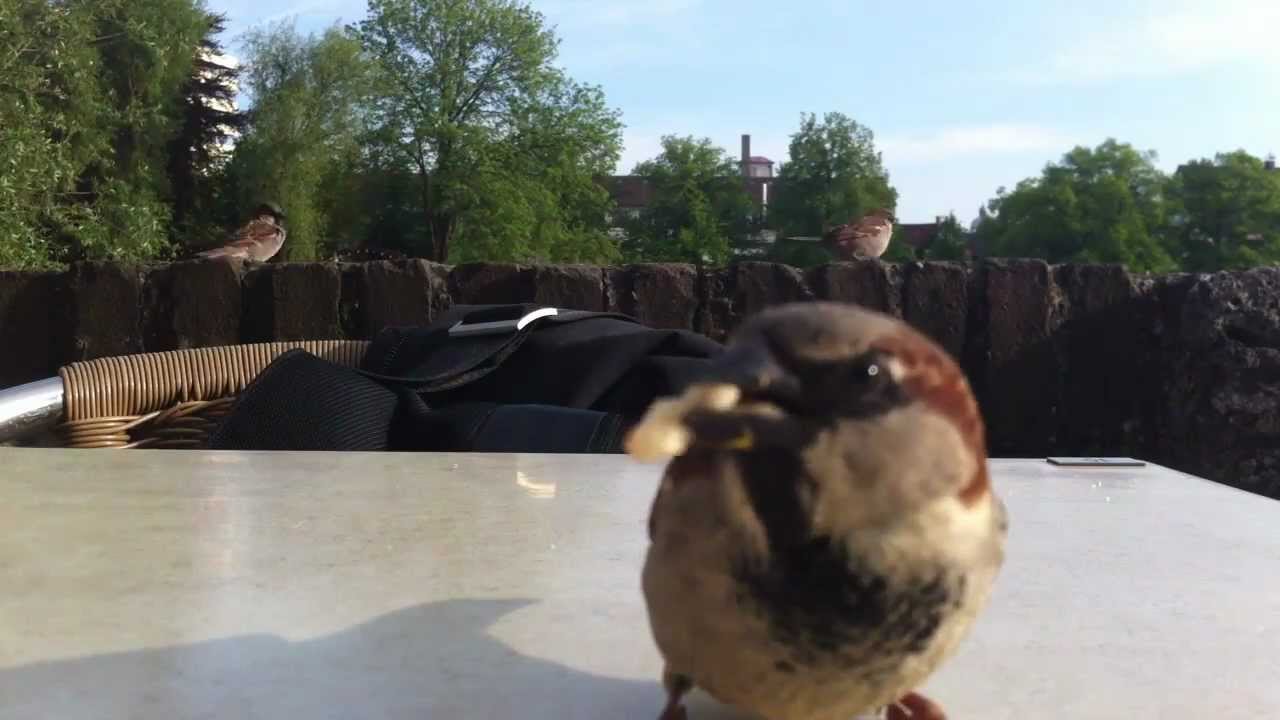 So zahm ist das Ulmer Wahrzeichen, der Spatz: - YouTube